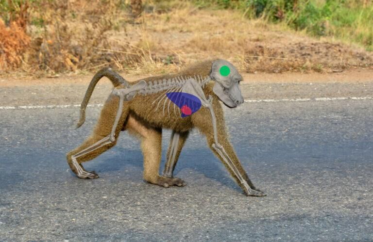 What Animal Hunts Baboons? Top Predators & Strategies