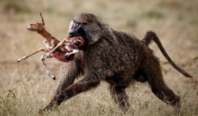 What Animal Hunts Baboons? Top Predators & Strategies