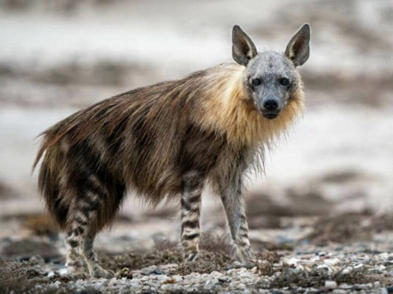 brown hyena