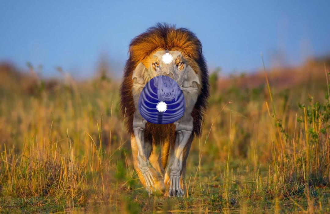 Shot Placement on African Lion | Game Hunting Safaris