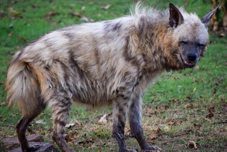 How Do Hyenas Hunt? Strategies & Predatory Behavior