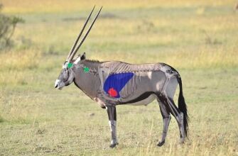 scimitar oryx predators