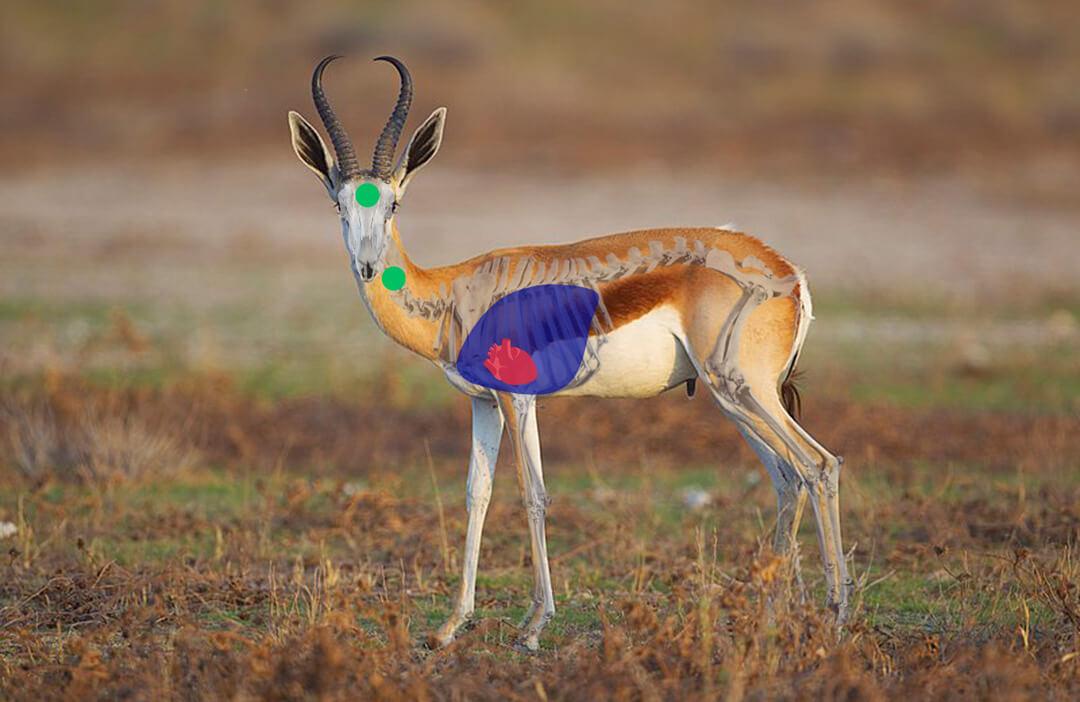 Springbok hunting in Southern Africa | Game Hunting Safaris