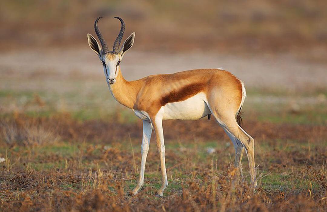 Springbok hunting in Southern Africa | Game Hunting Safaris