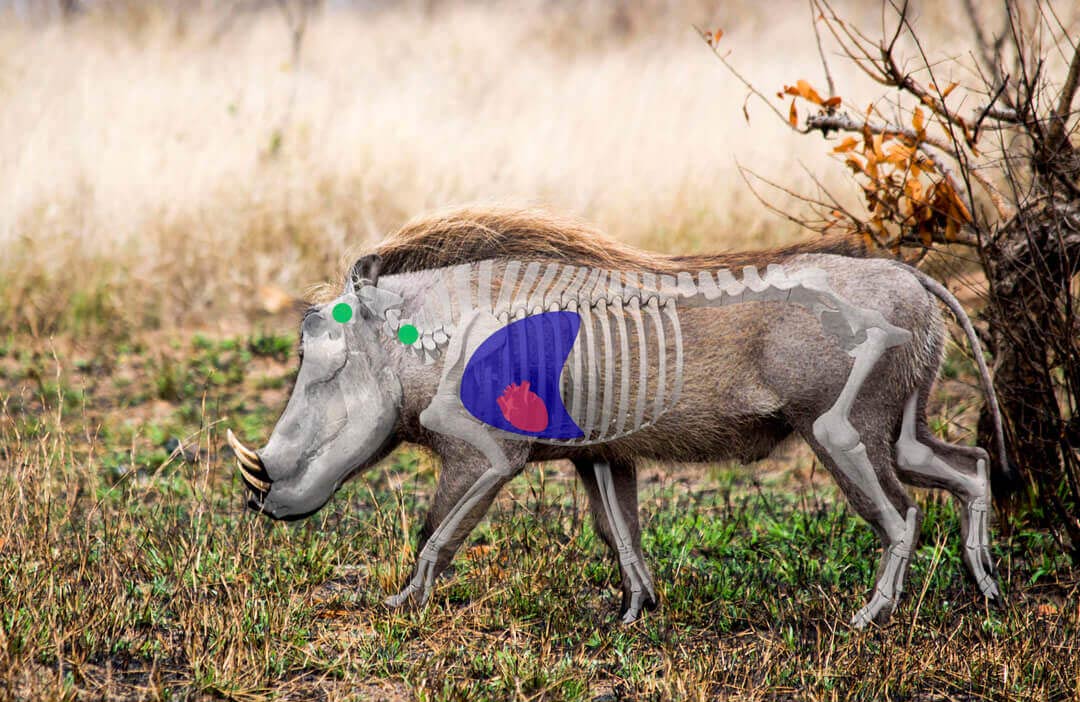 Red River Hog Africa Hunts | Game Hunting Safaris