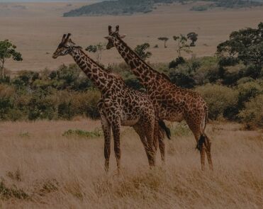 angolan giraffe predators