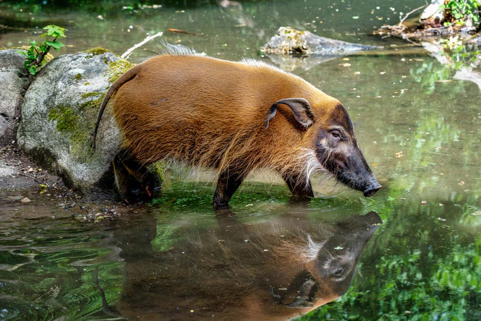 Red River Hog Africa Hunts | Game Hunting Safaris
