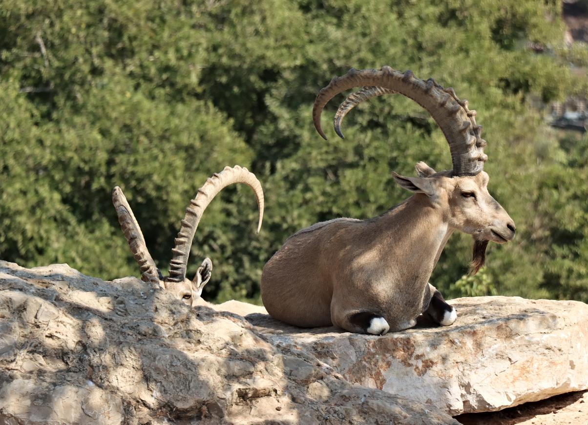 Ibex Nubian Safari Hunting Adventure | Game Hunting Safaris