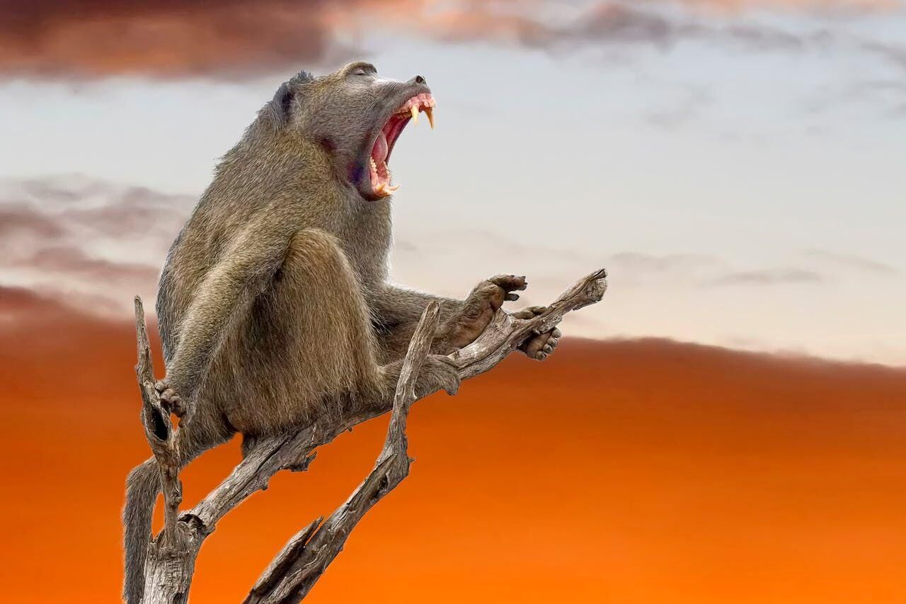 What Animal Hunts Baboons? Top Predators & Strategies