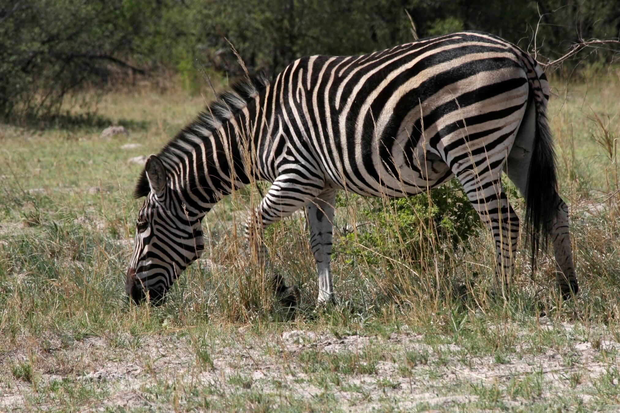Hunting the Chapman’s Zebra on an African Hunting Safari