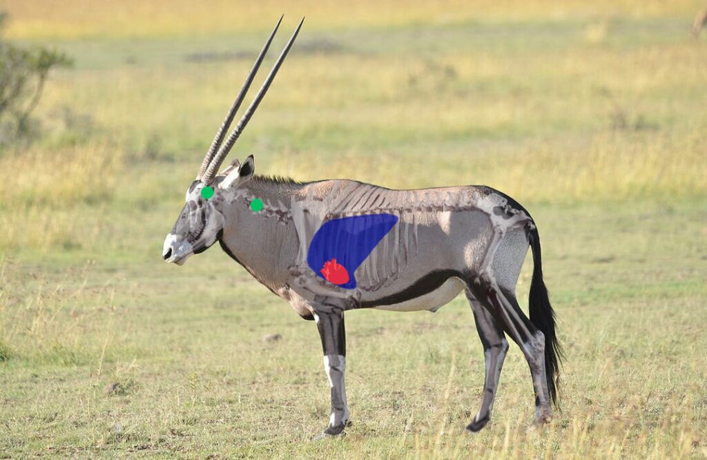 Hunting Safari in Namibia Oryx + 5 Species x 7 Days