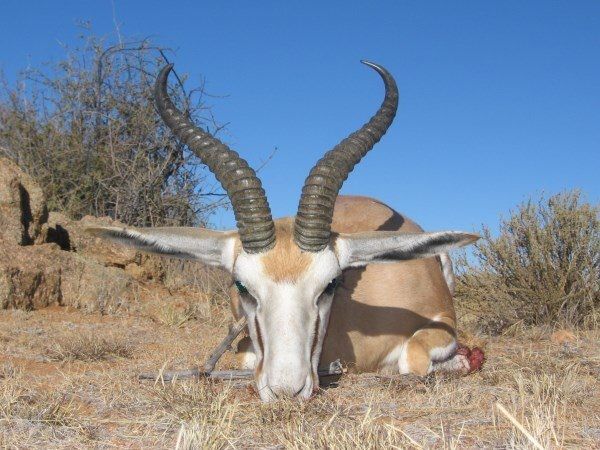 Hunting in Namibia: Gemsbok, Springbok, & Baboon 5 x Days