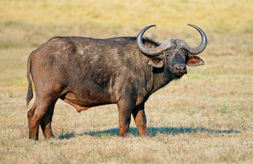 Big 5 African Game Animals: Meet Africa's Majestic Giants